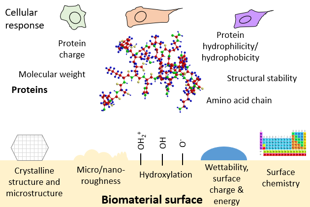 Protein adsorption on biomaterials: characterization and comparison among different implantable ...
